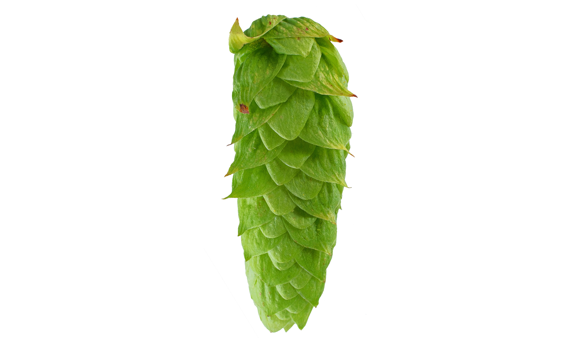 Our hops | PolishHops