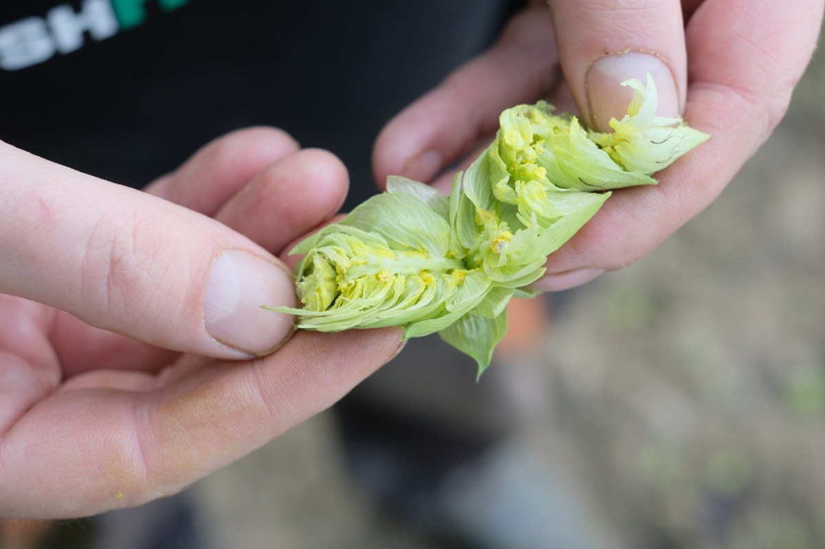 Our hops | PolishHops