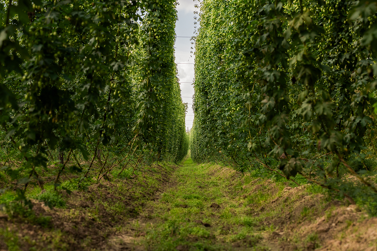 The Art of Hops – our plantation in the lens | PolishHops
