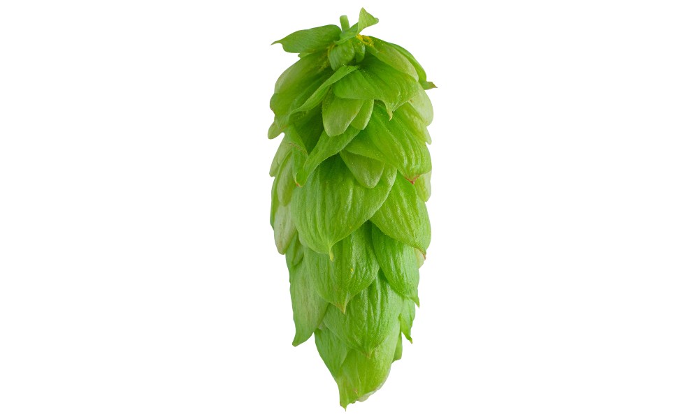 Our hops | PolishHops